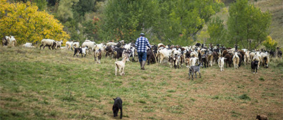 “Alleva la Speranza”: crowdfunding for central Italy | Enel.it